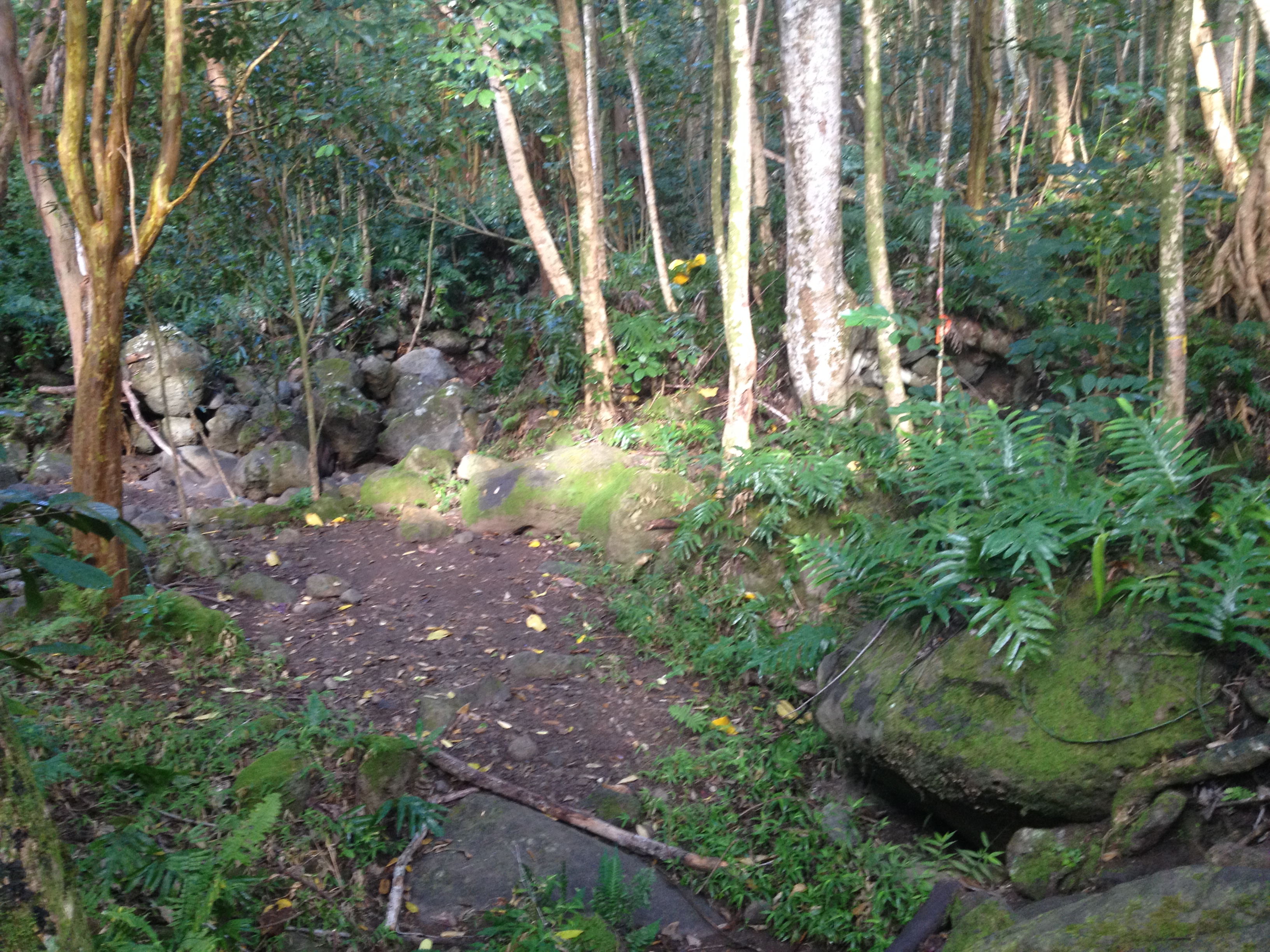 Kuliouou Valley Trail – BUDGET BIRDERS