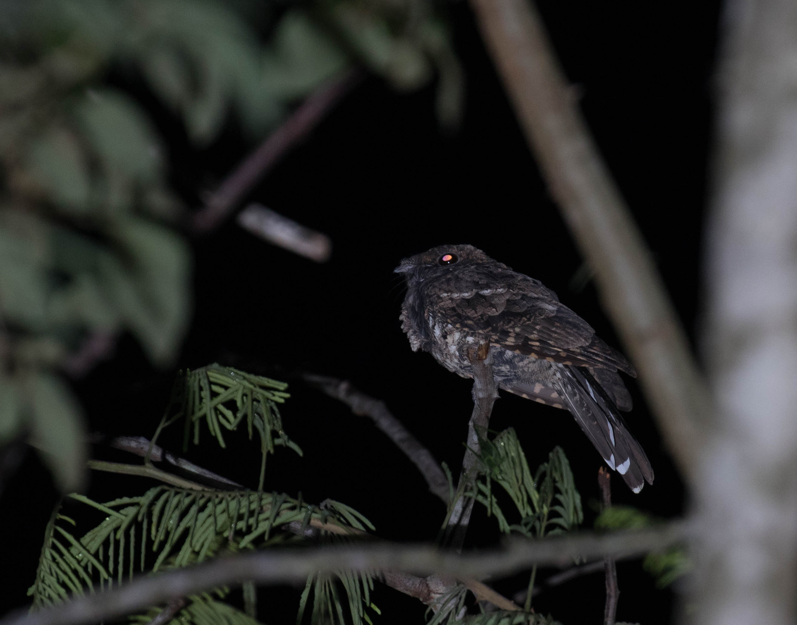 Mexico – Part 2. After the Wedding – August 12-20, 2016 - BUDGET BIRDERS