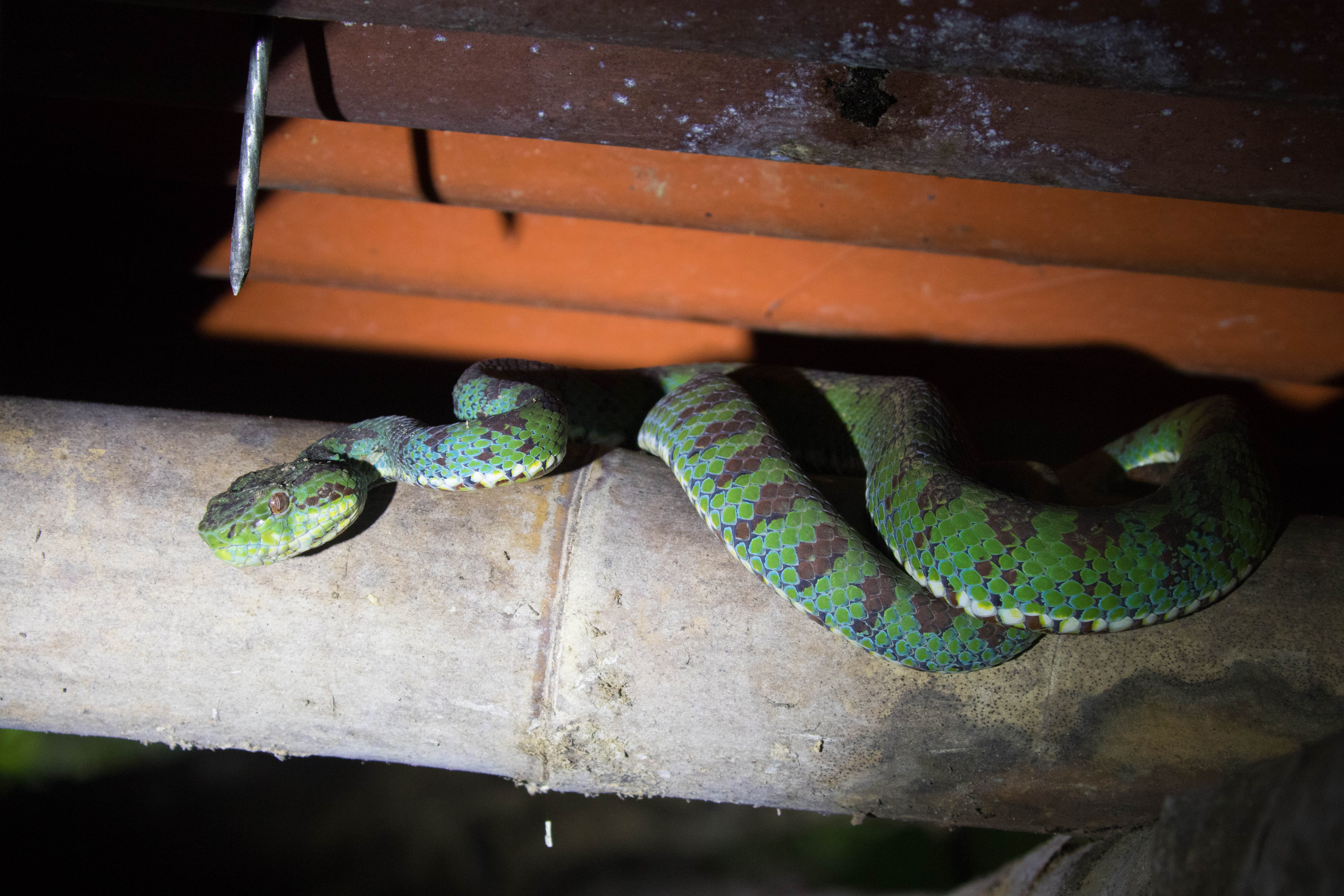 Philippines 2017: Birding Panay - BUDGET BIRDERS