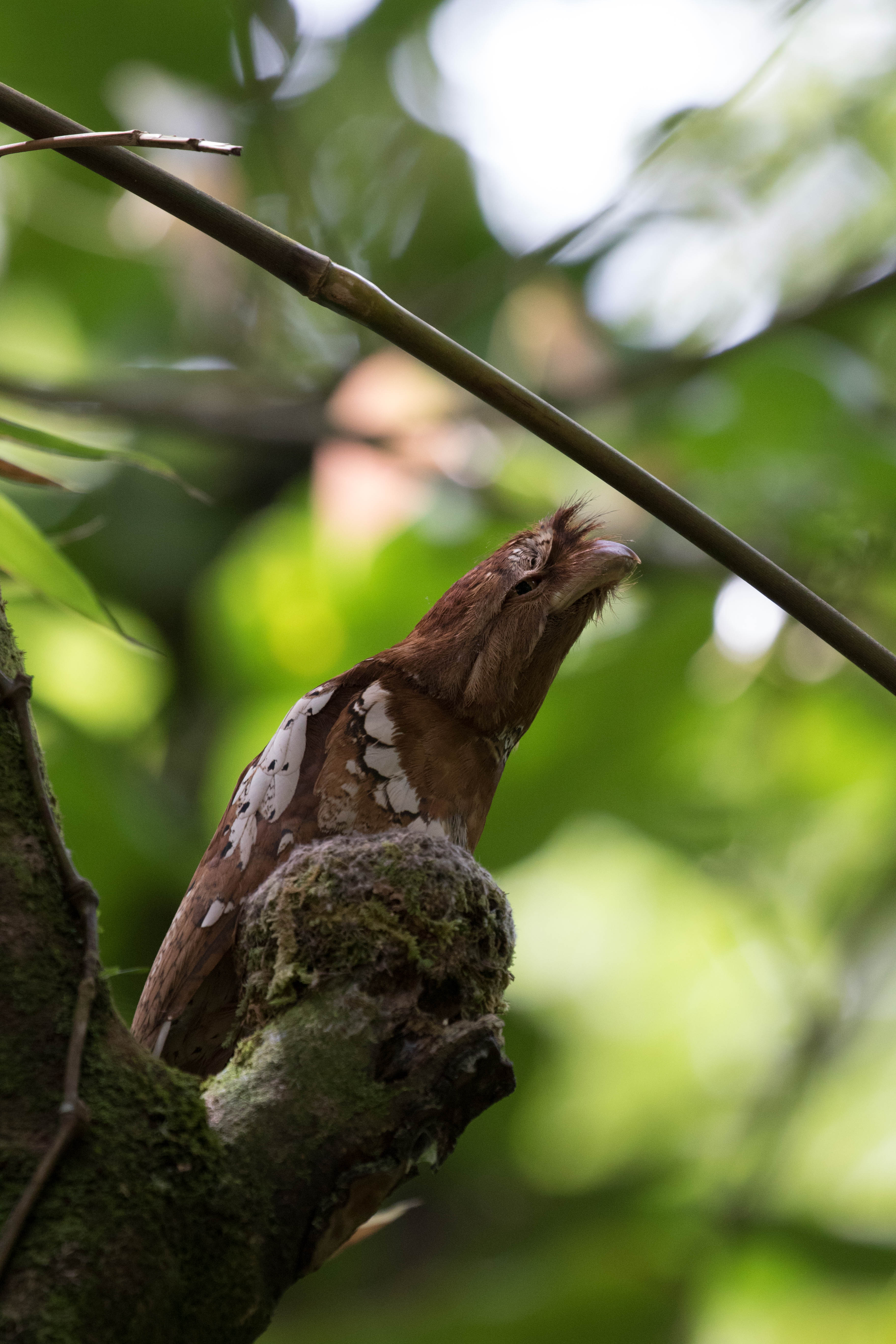 Philippines 2017: Birding Panay - BUDGET BIRDERS