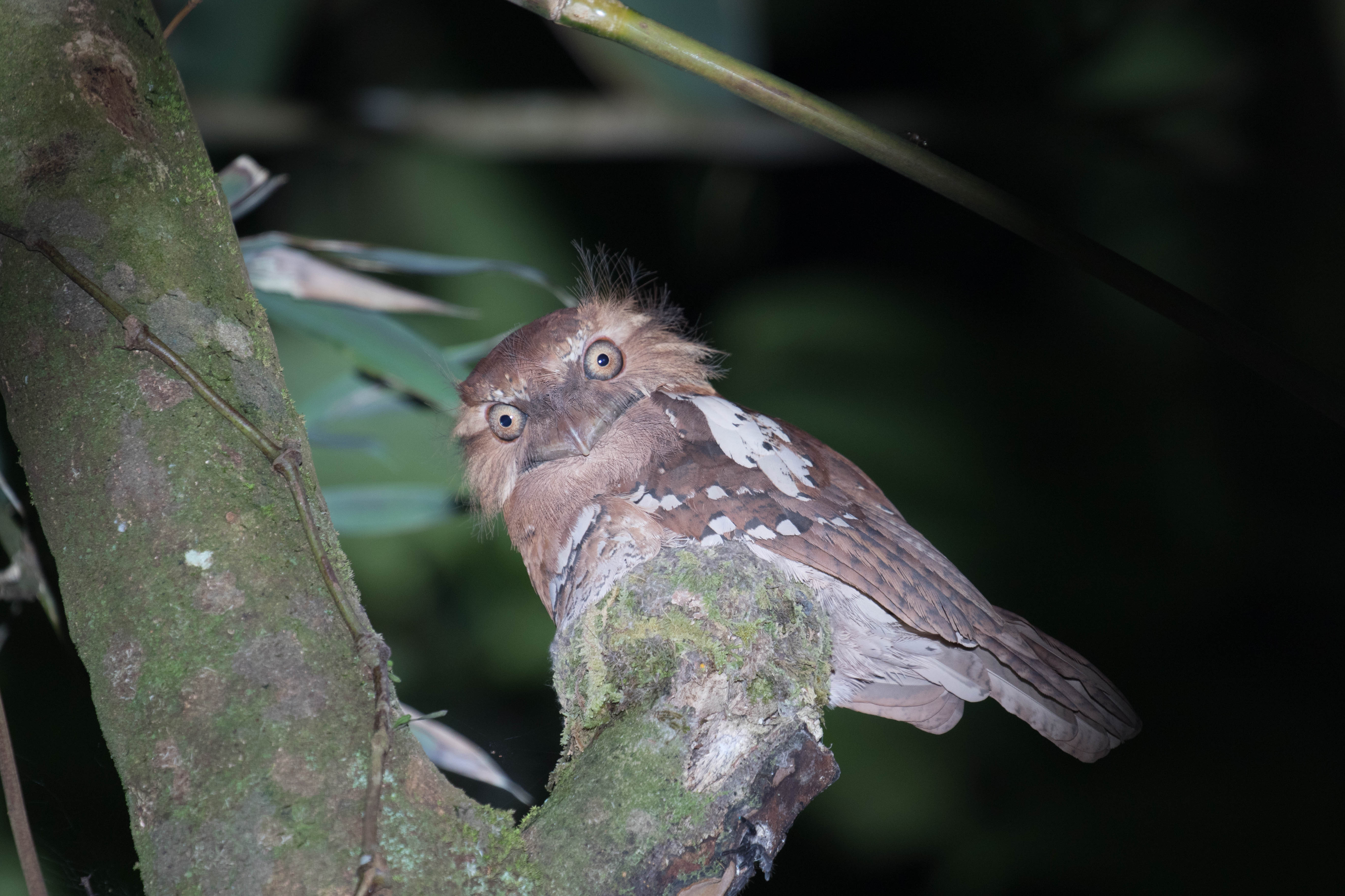 Philippines 2017: Birding Panay - BUDGET BIRDERS