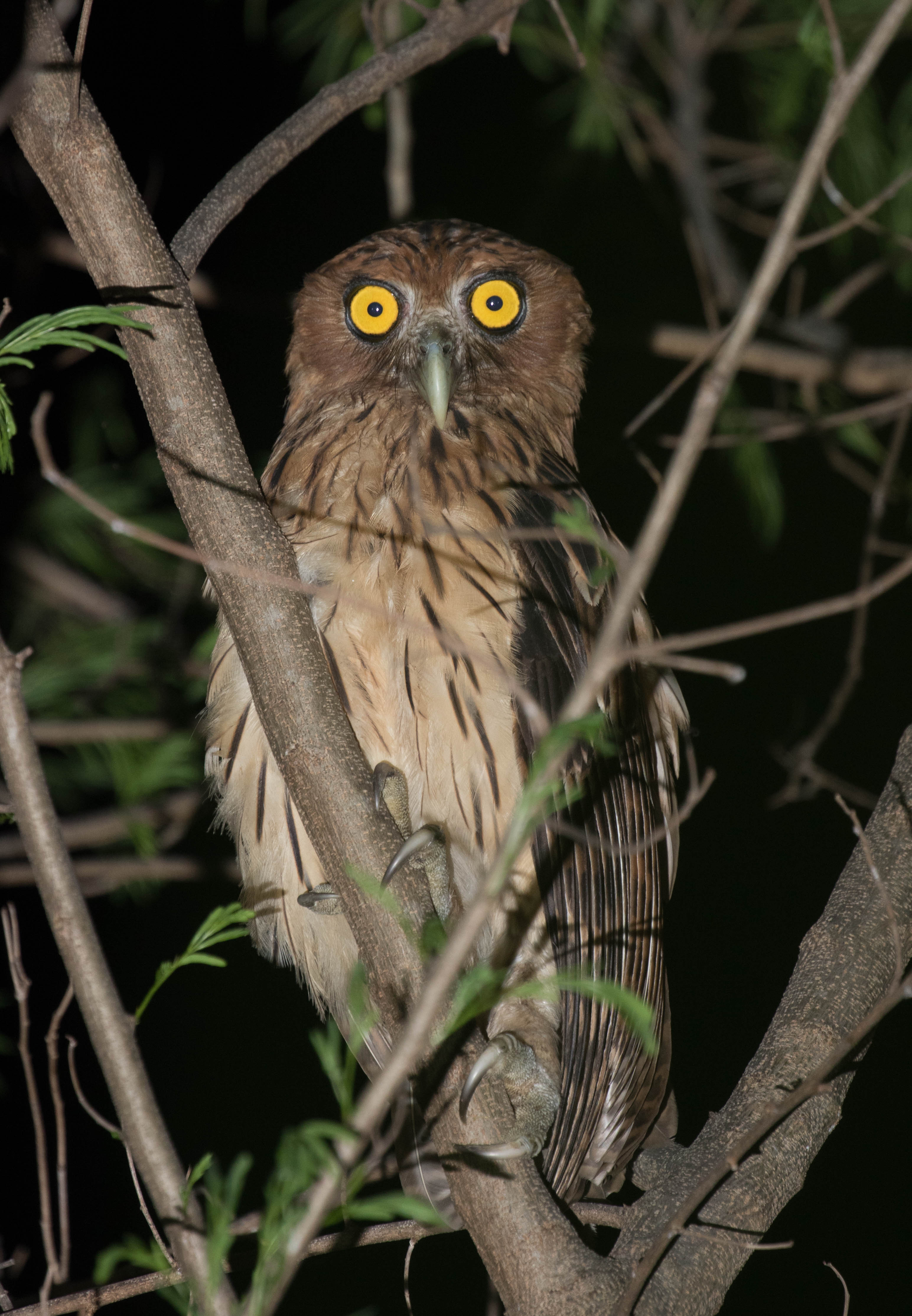 Philippines 2017: Birding Tablas & Manila - BUDGET BIRDERS