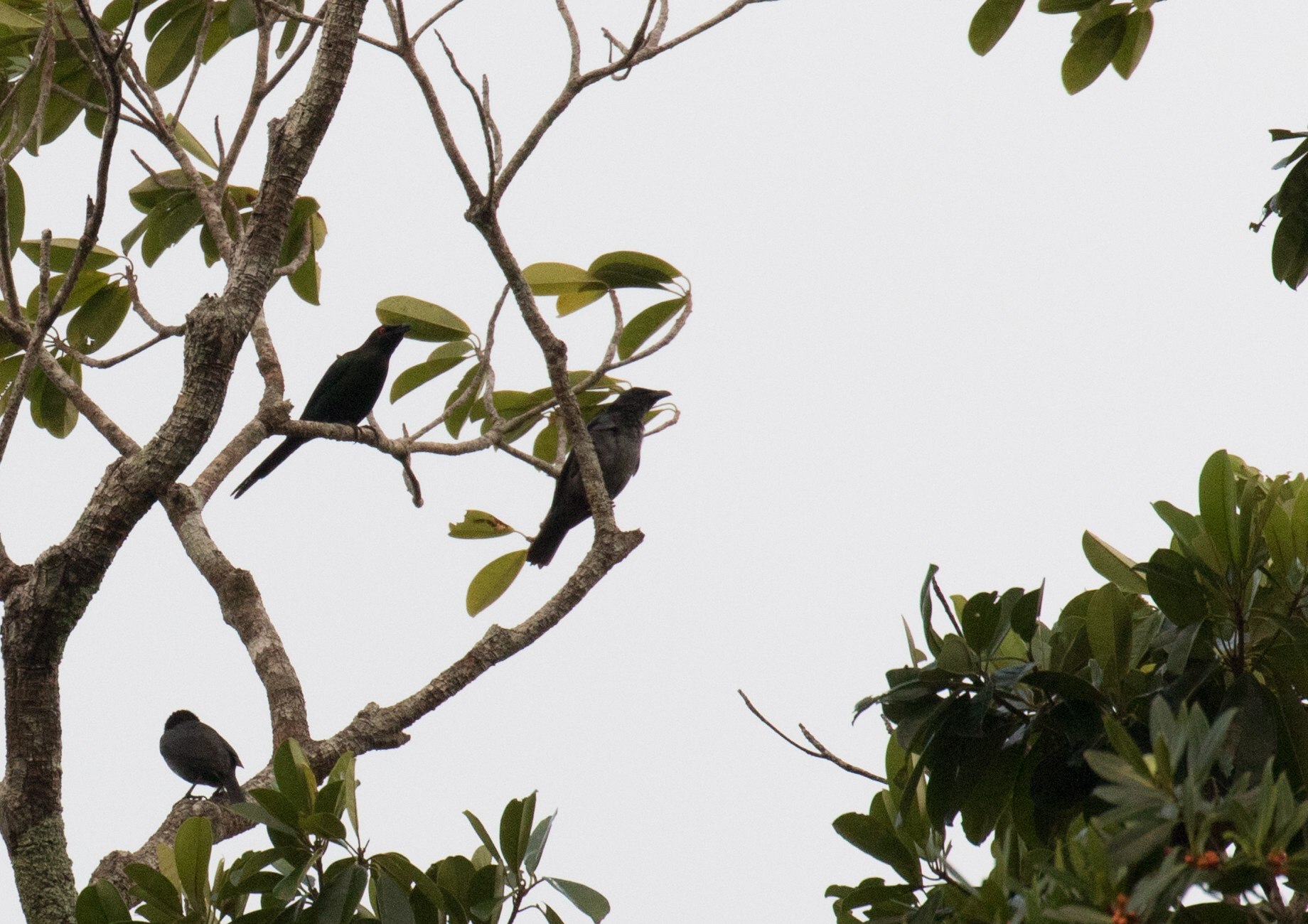 Tanimbar – Indonesia – An Unlikely Encounter - BUDGET BIRDERS