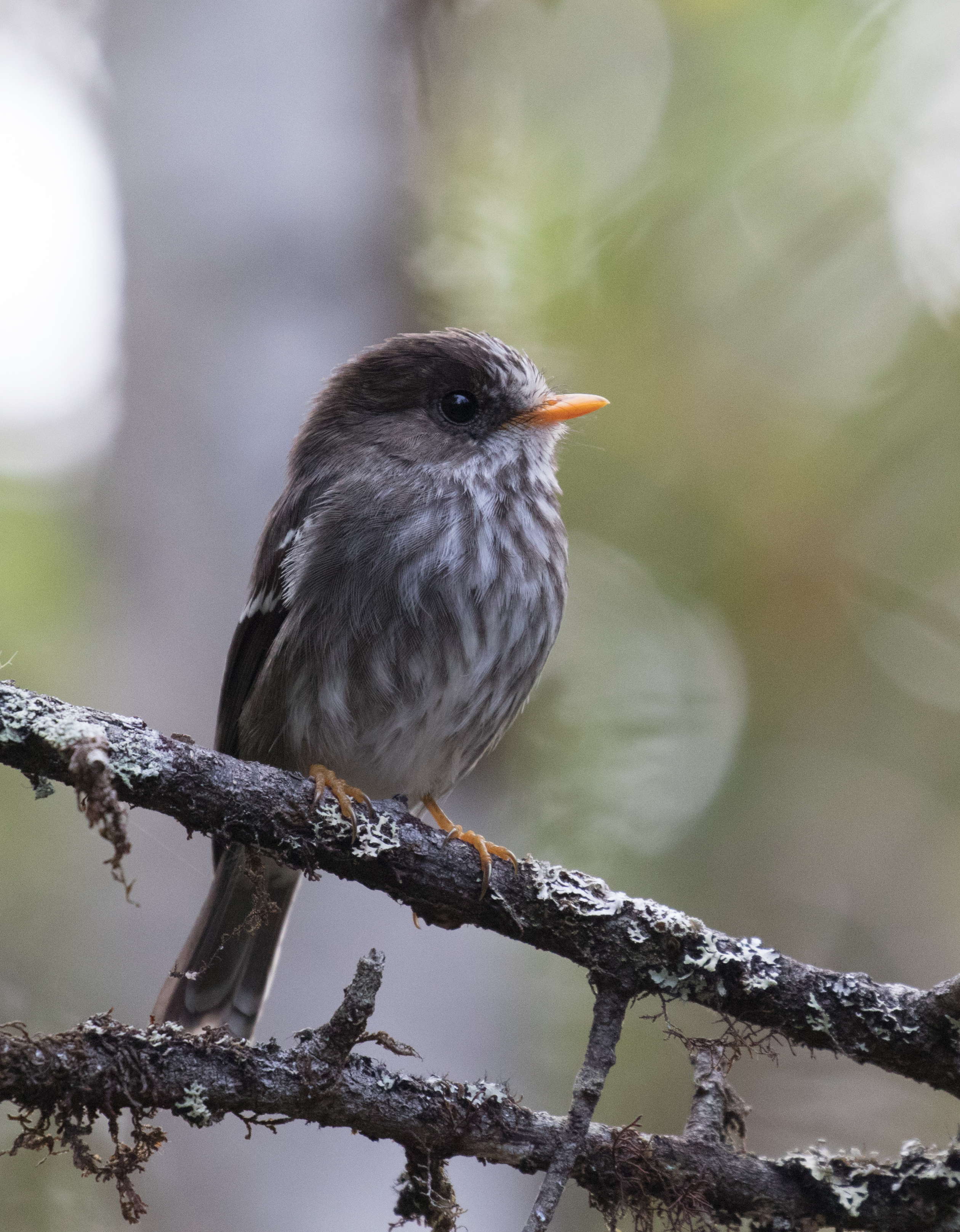 Birding The Comoros – No Luggage Needed - BUDGET BIRDERS