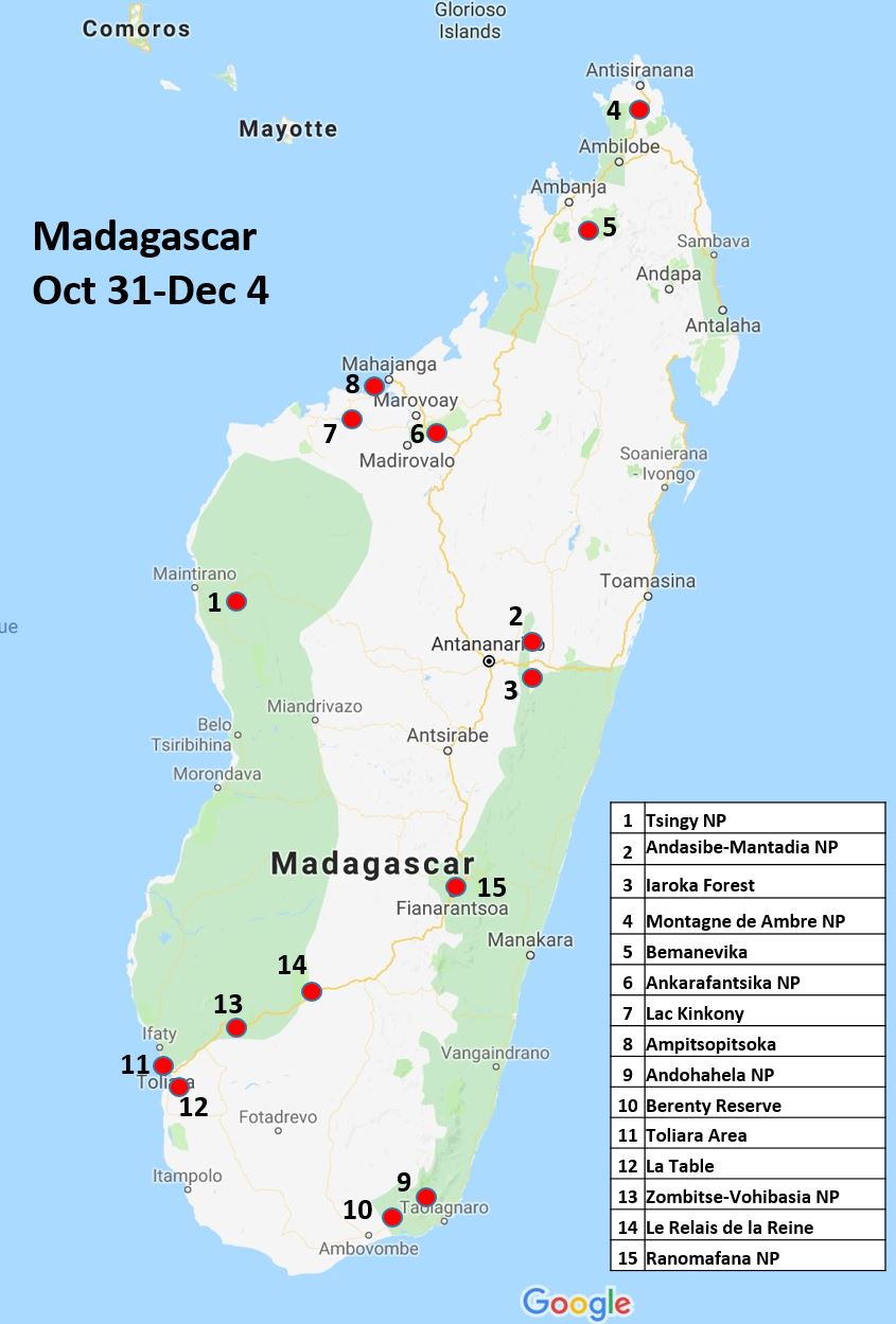 Ifaty – Madagascar – Finally, The Spiny Forest! - BUDGET BIRDERS