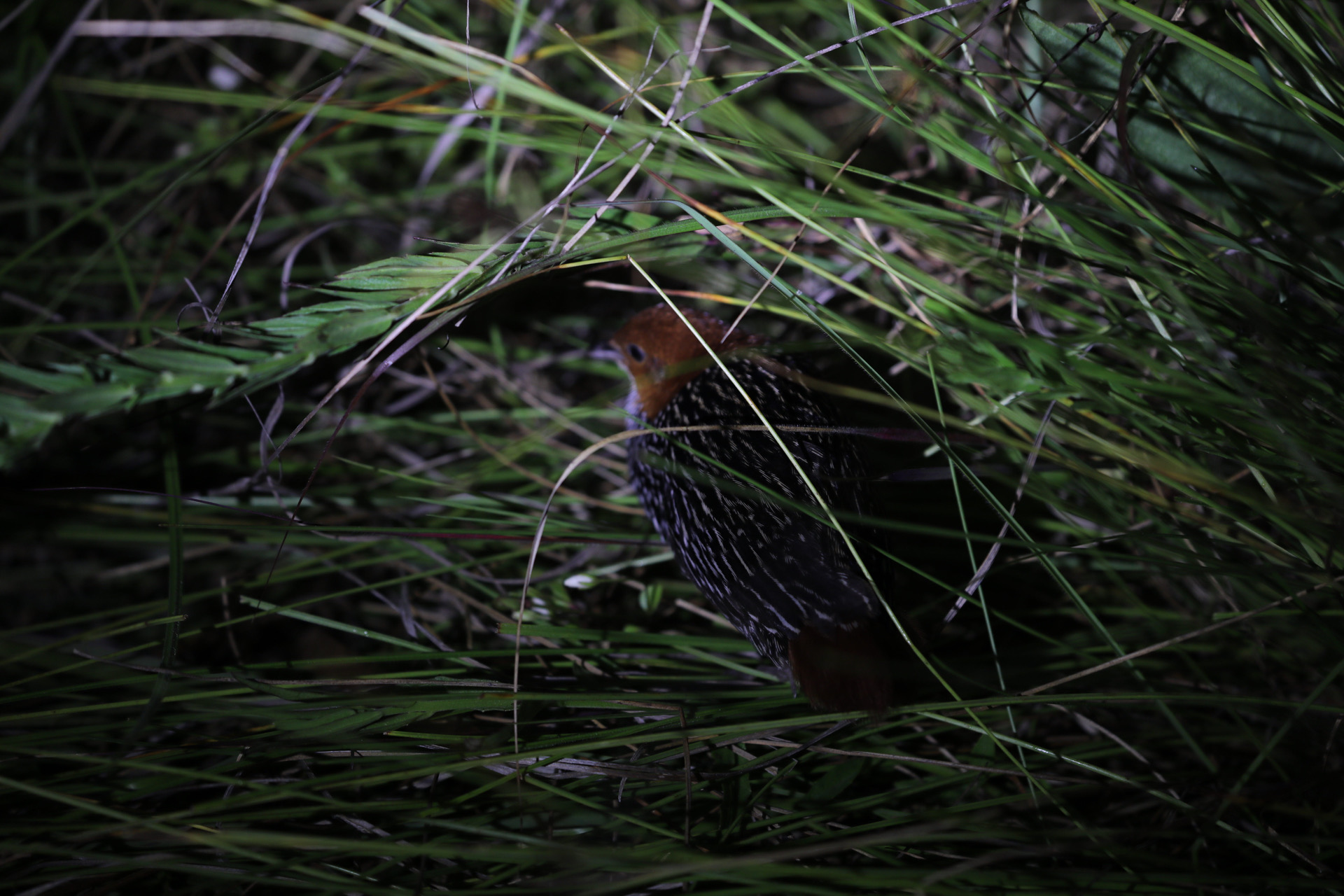 South Africa – The Flufftail Fits - BUDGET BIRDERS