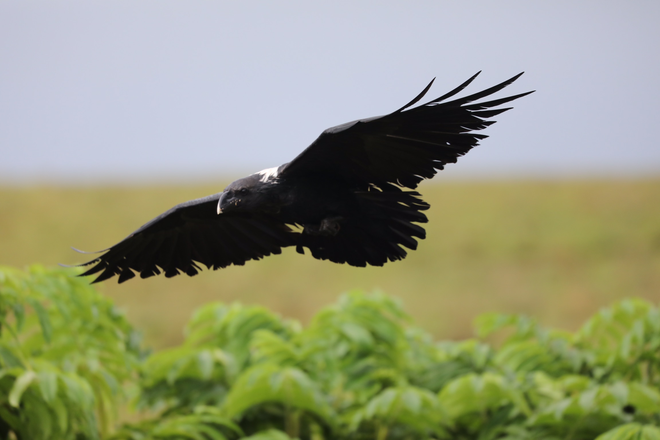 More Photos Than We Know What To Do With @ Nyika National Park – BUDGET ...