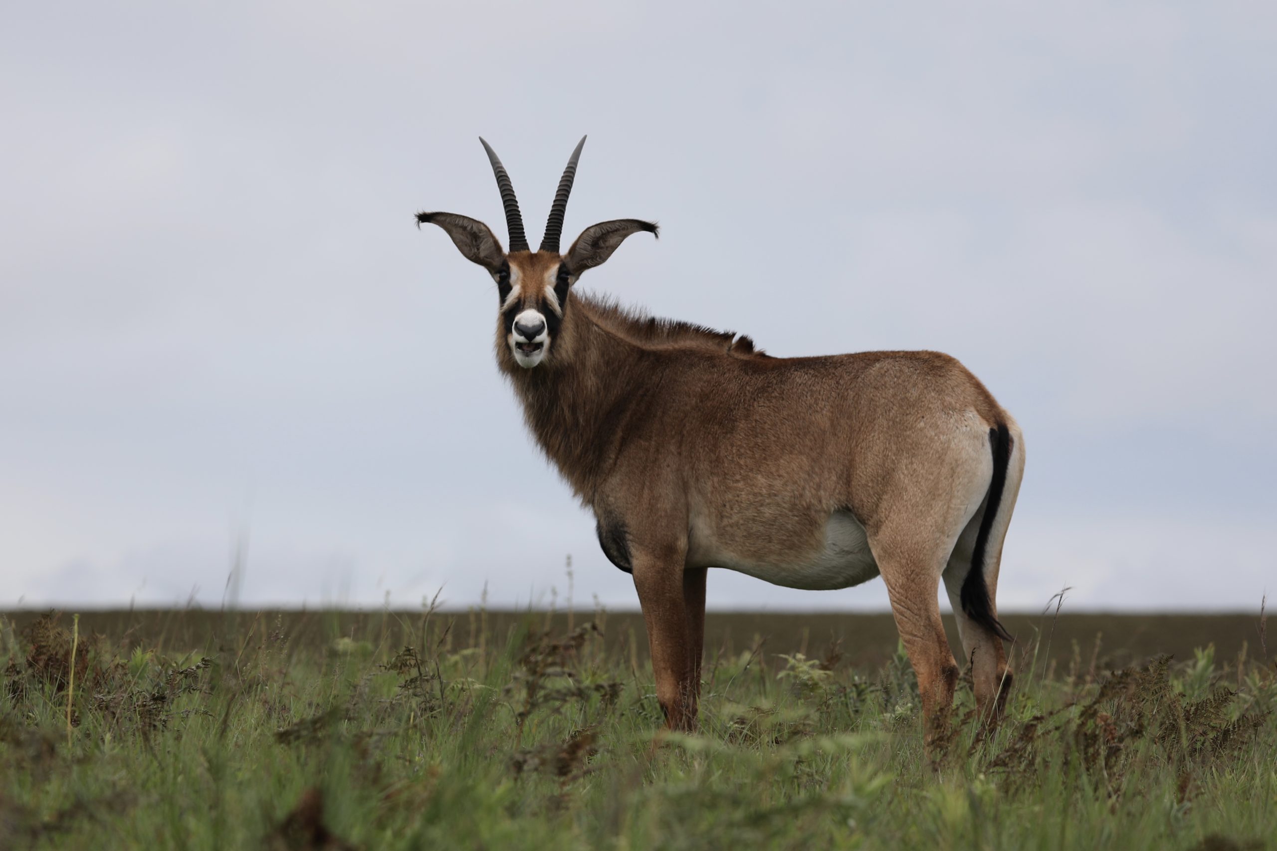 More Photos Than We Know What To Do With @ Nyika National Park - BUDGET ...