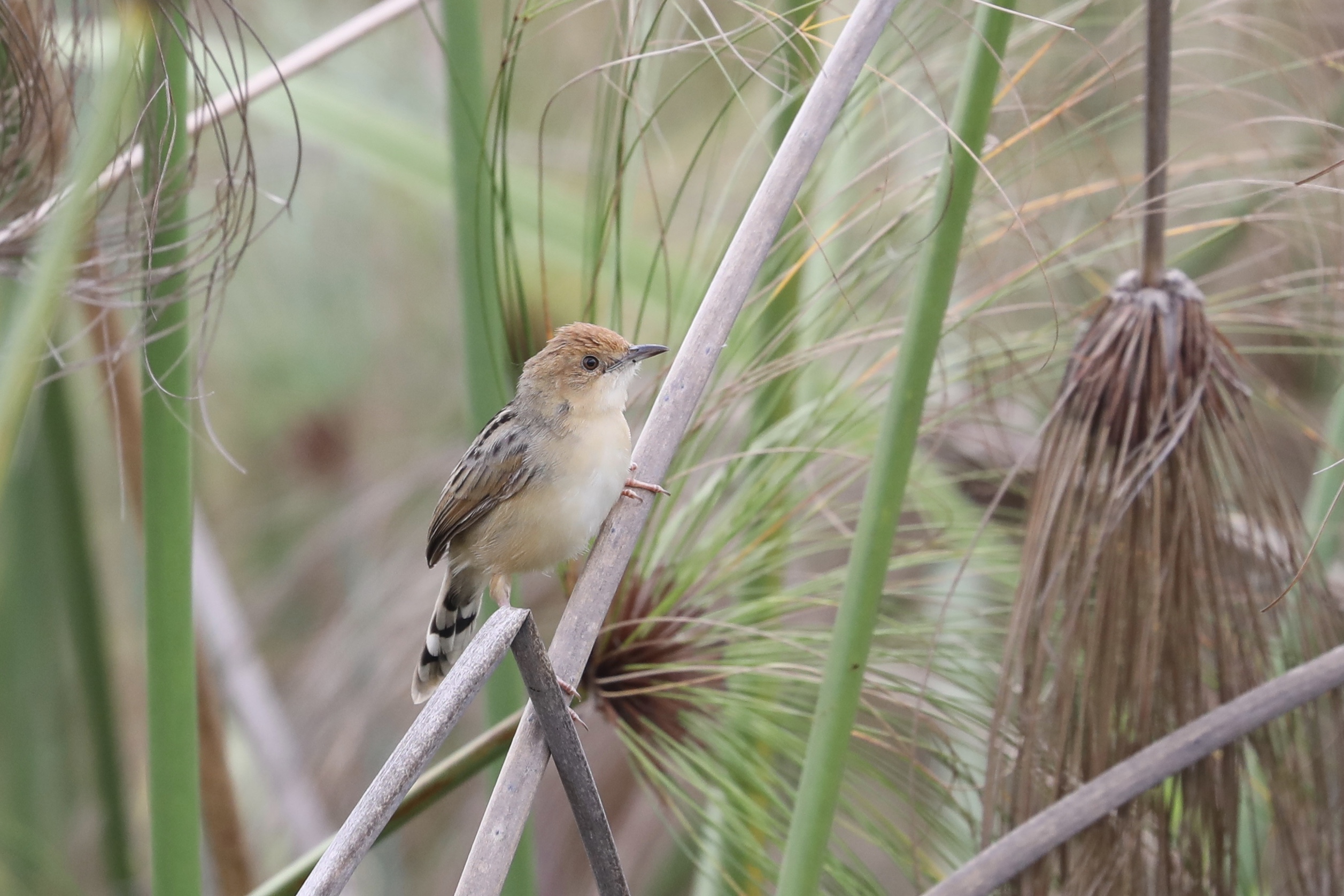 Headed Into A Papyrus Swamp – Northern Zambia - BUDGET BIRDERS