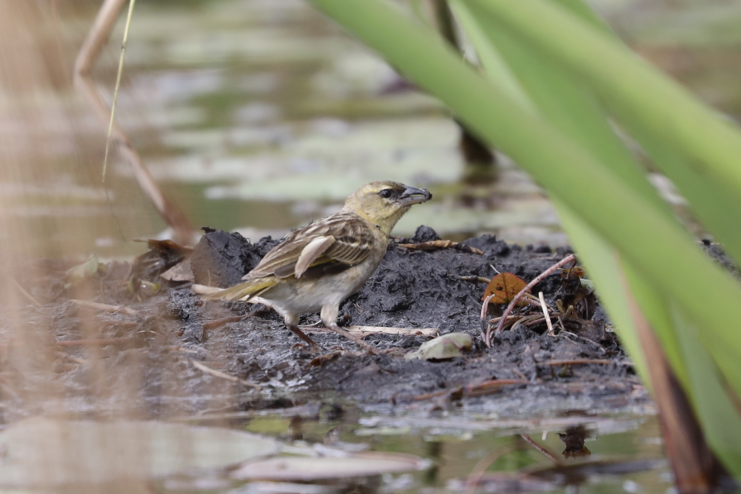 Headed Into A Papyrus Swamp – Northern Zambia - BUDGET BIRDERS