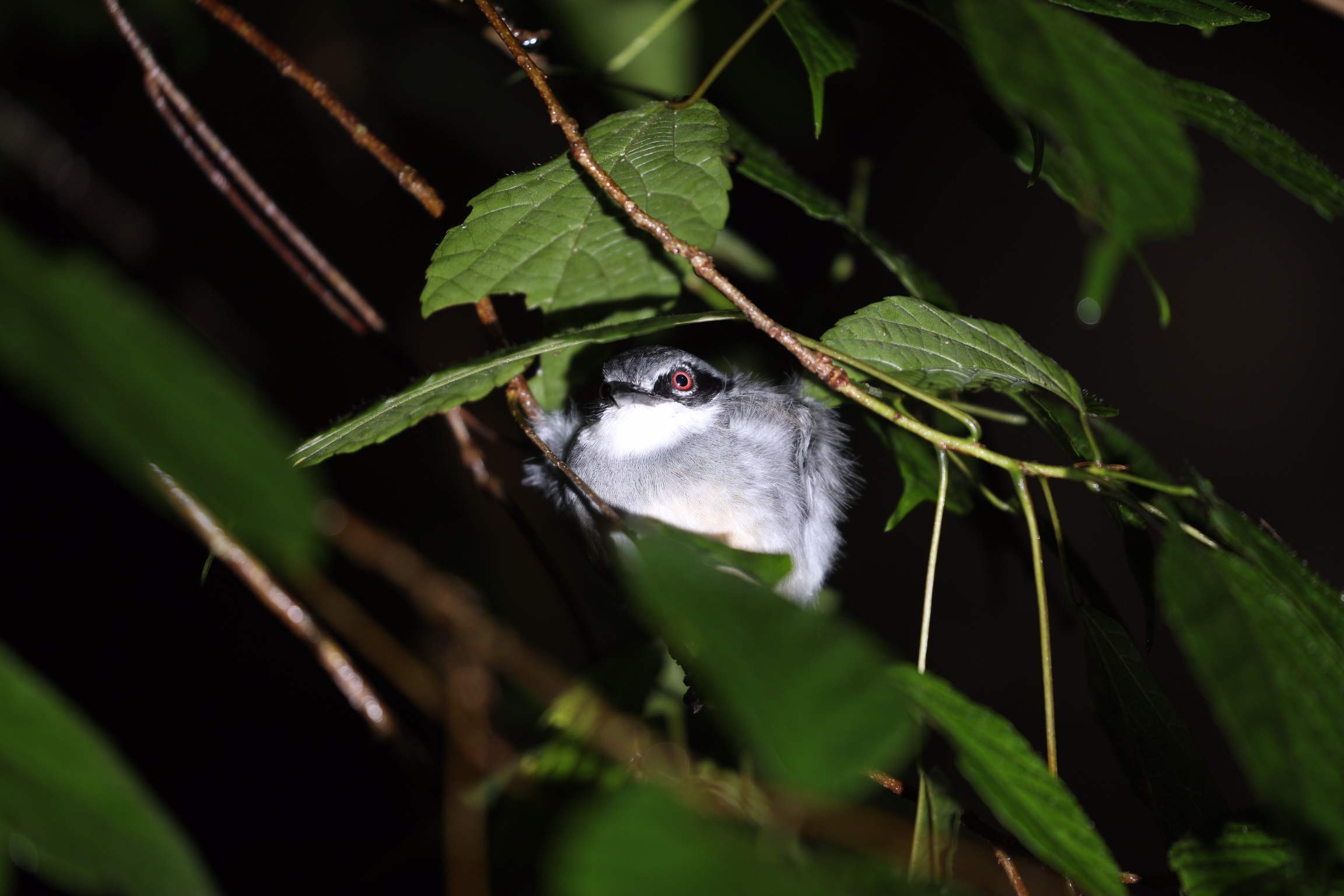 Finally Some Birding! @ The Rondo Plateau – Southern Tanzania - BUDGET ...