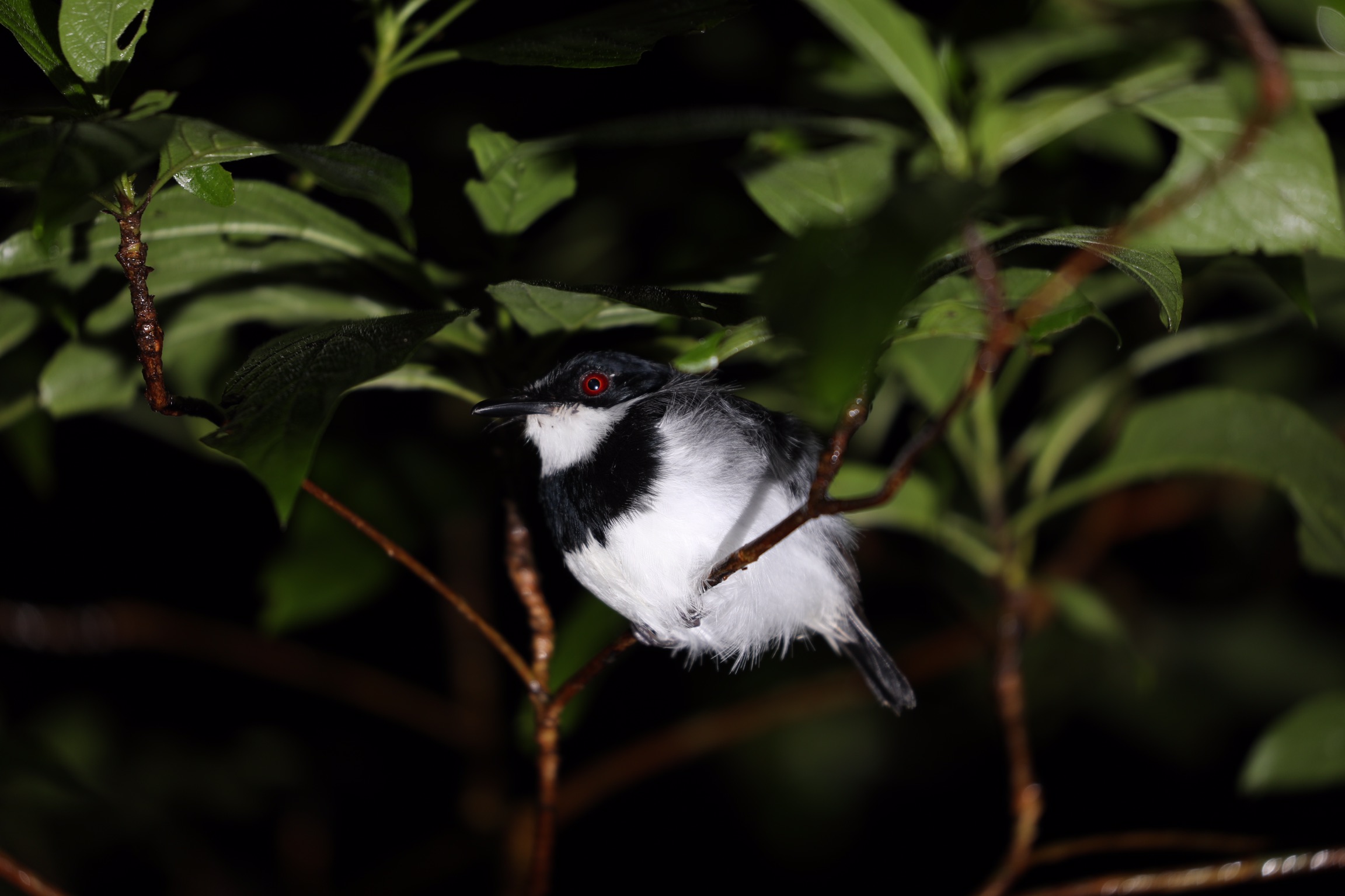 Finally Some Birding! @ The Rondo Plateau – Southern Tanzania - BUDGET ...