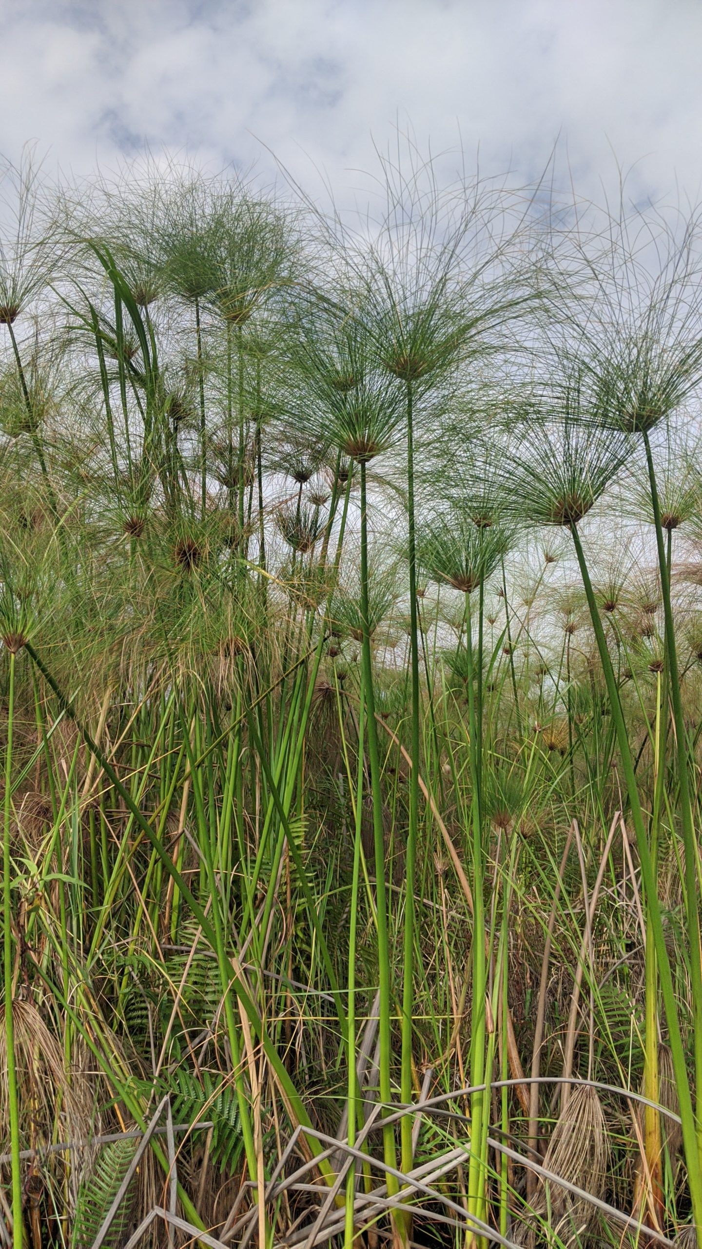 Headed Into A Papyrus Swamp – Northern Zambia - BUDGET BIRDERS