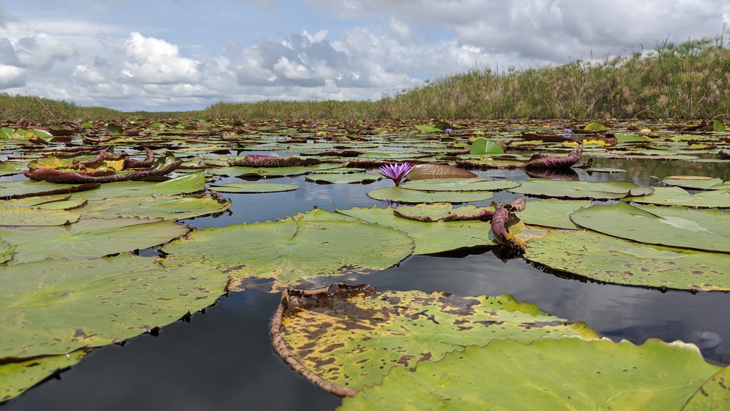 Headed Into A Papyrus Swamp – Northern Zambia - BUDGET BIRDERS