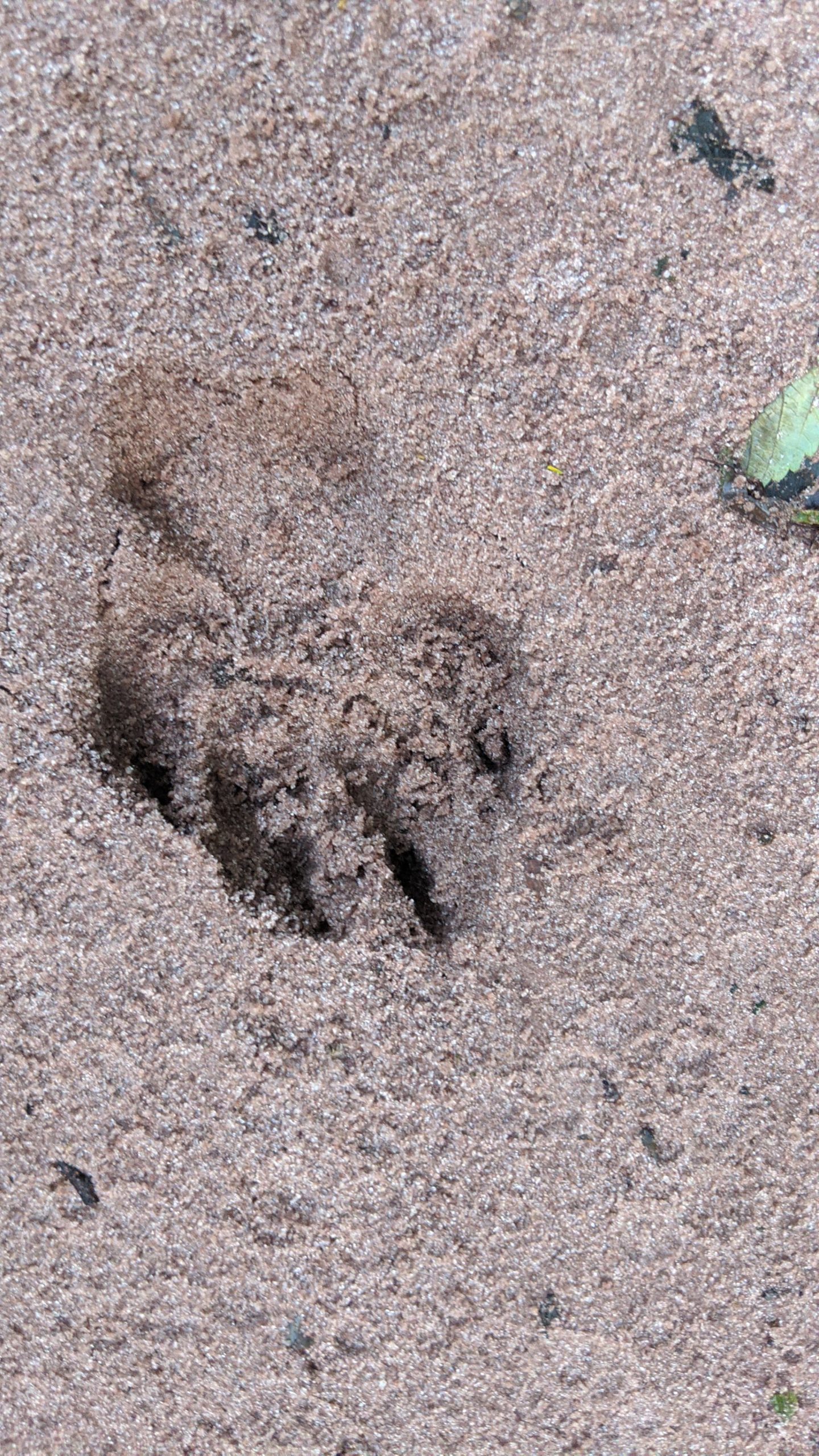 Finally Some Birding! @ The Rondo Plateau – Southern Tanzania - BUDGET ...