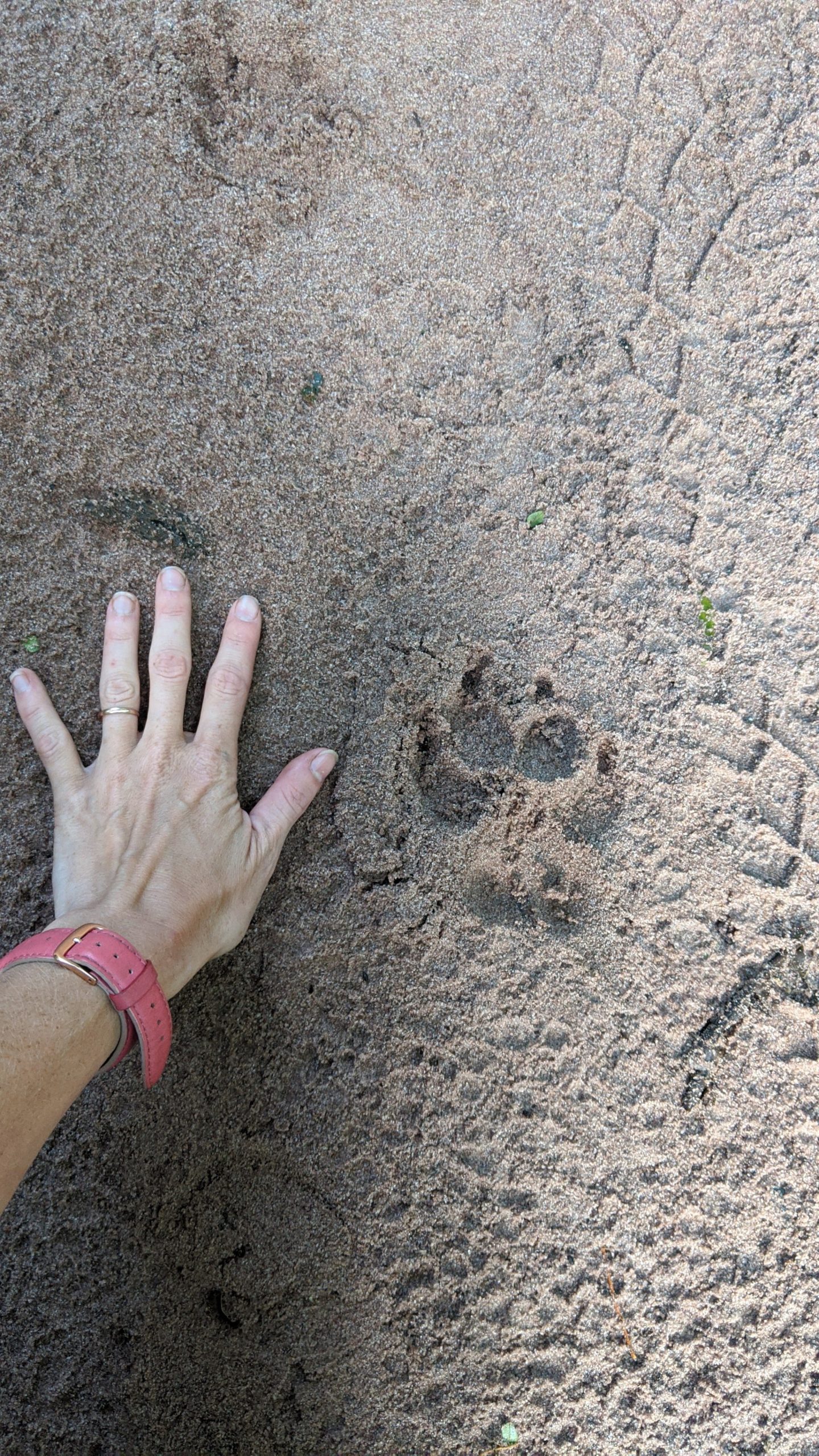 Finally Some Birding! @ The Rondo Plateau – Southern Tanzania - BUDGET ...