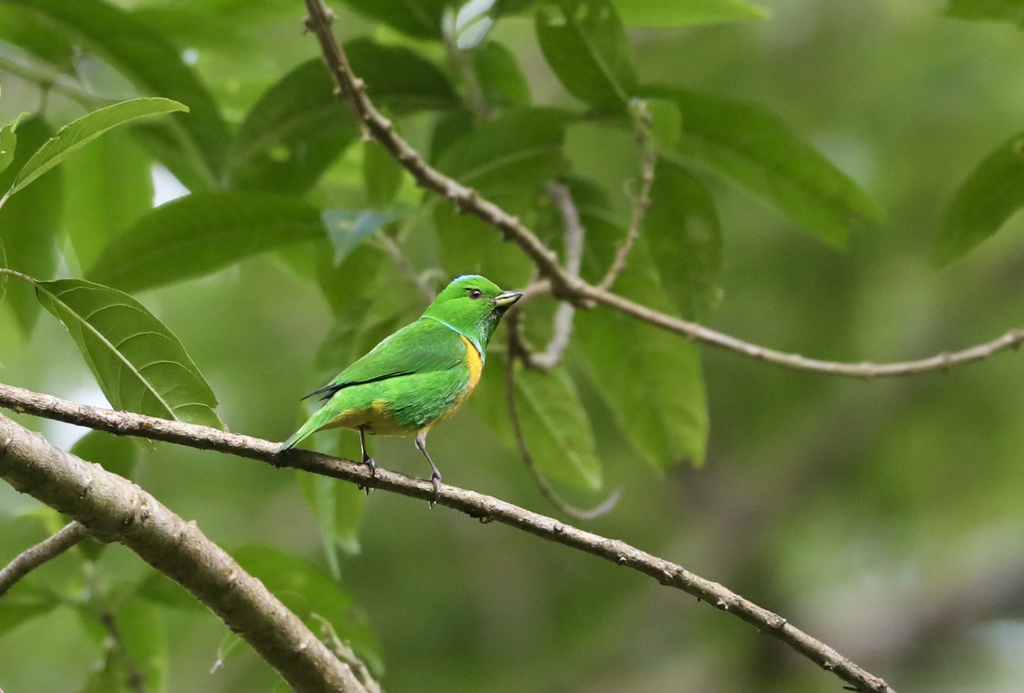 Off to Guatemala! – Lake Atitlán - BUDGET BIRDERS