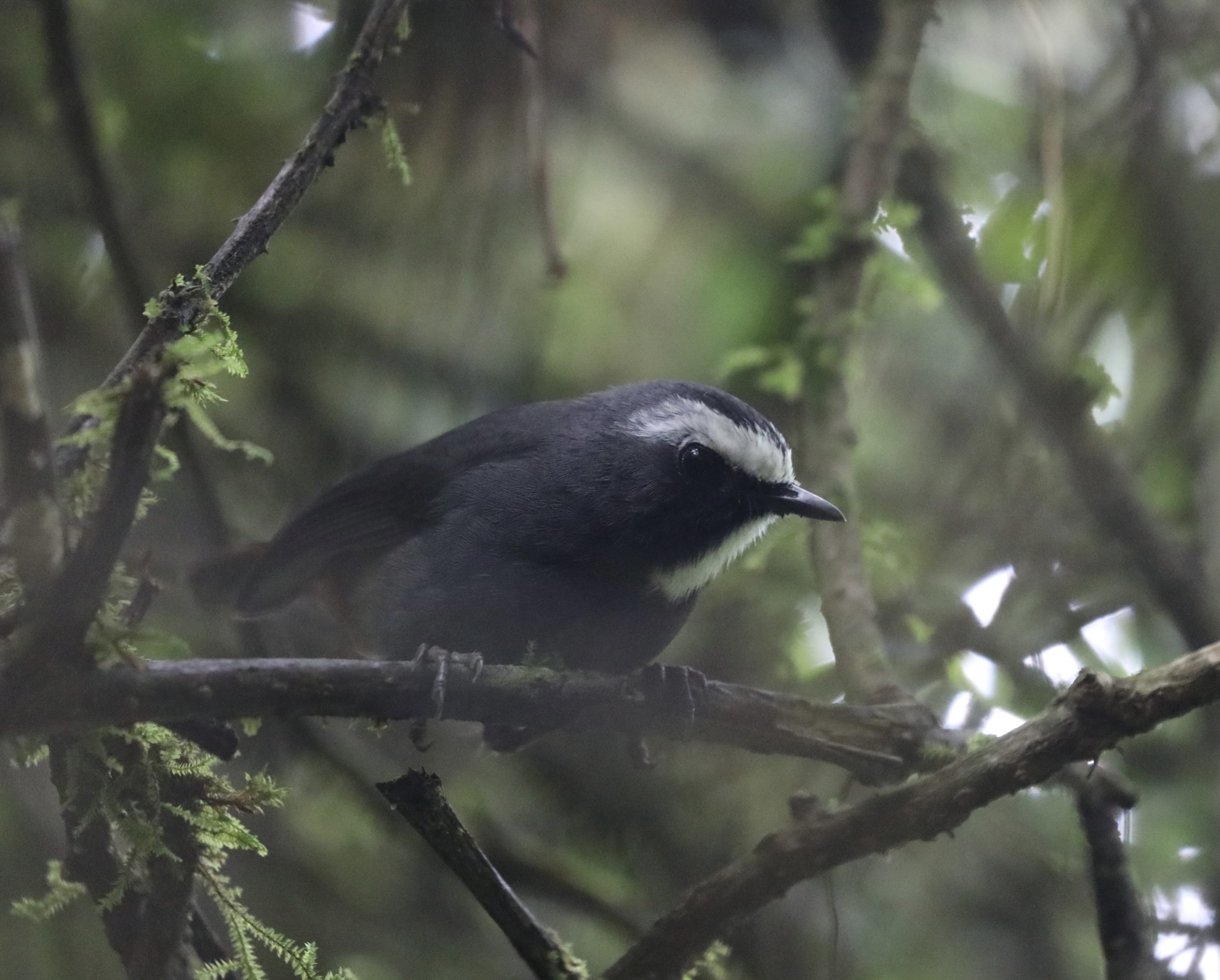 Another New Sighting for eBird! - BUDGET BIRDERS