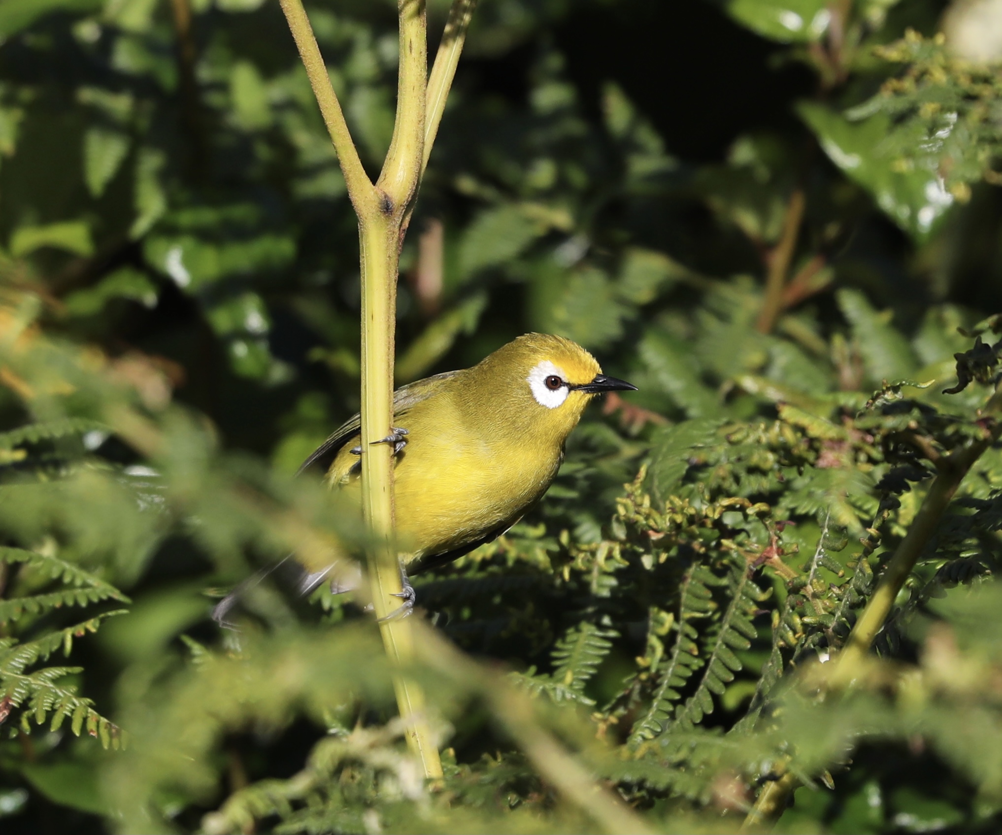 Another New Sighting for eBird! - BUDGET BIRDERS