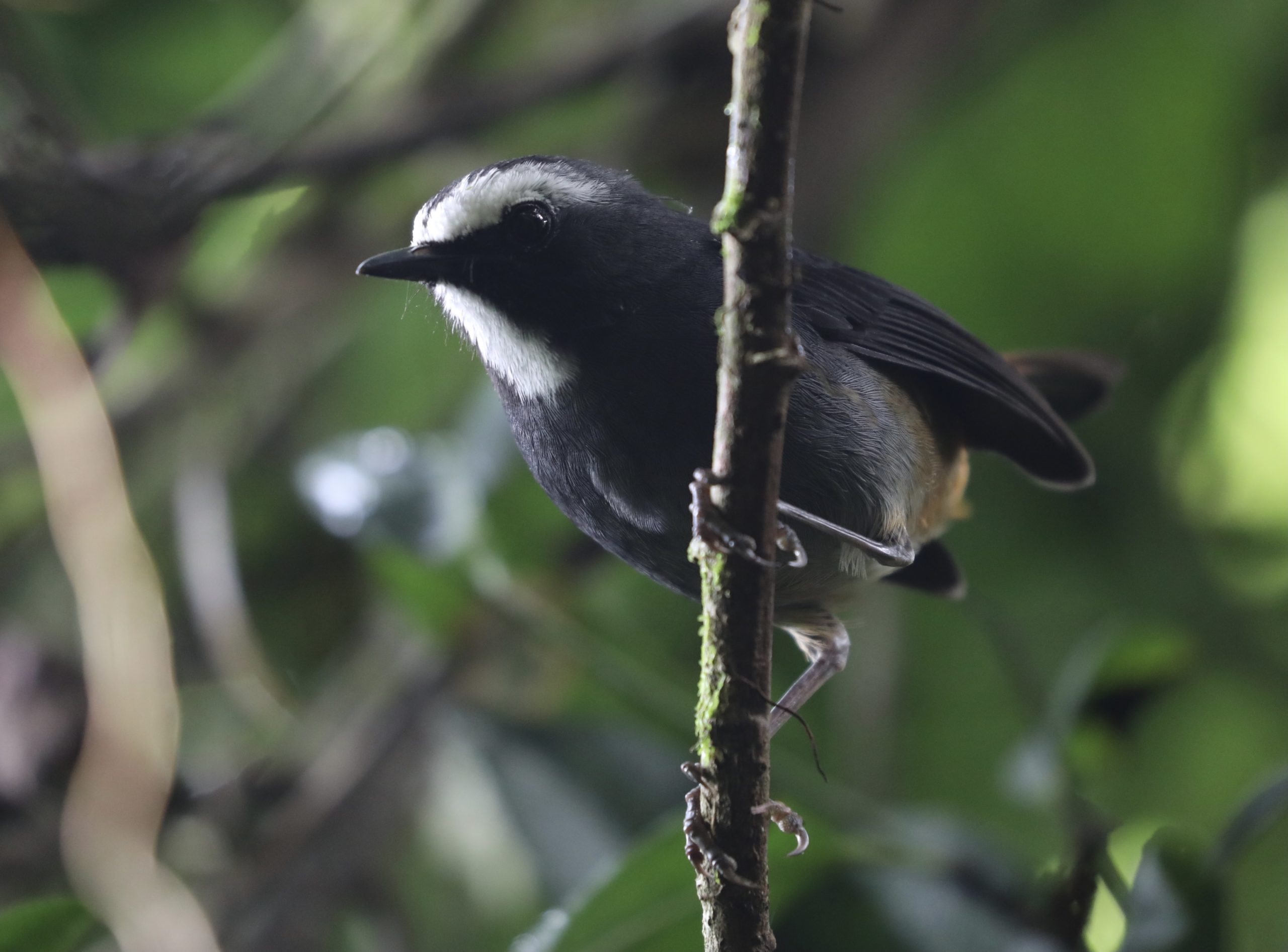 Another New Sighting for eBird! - BUDGET BIRDERS