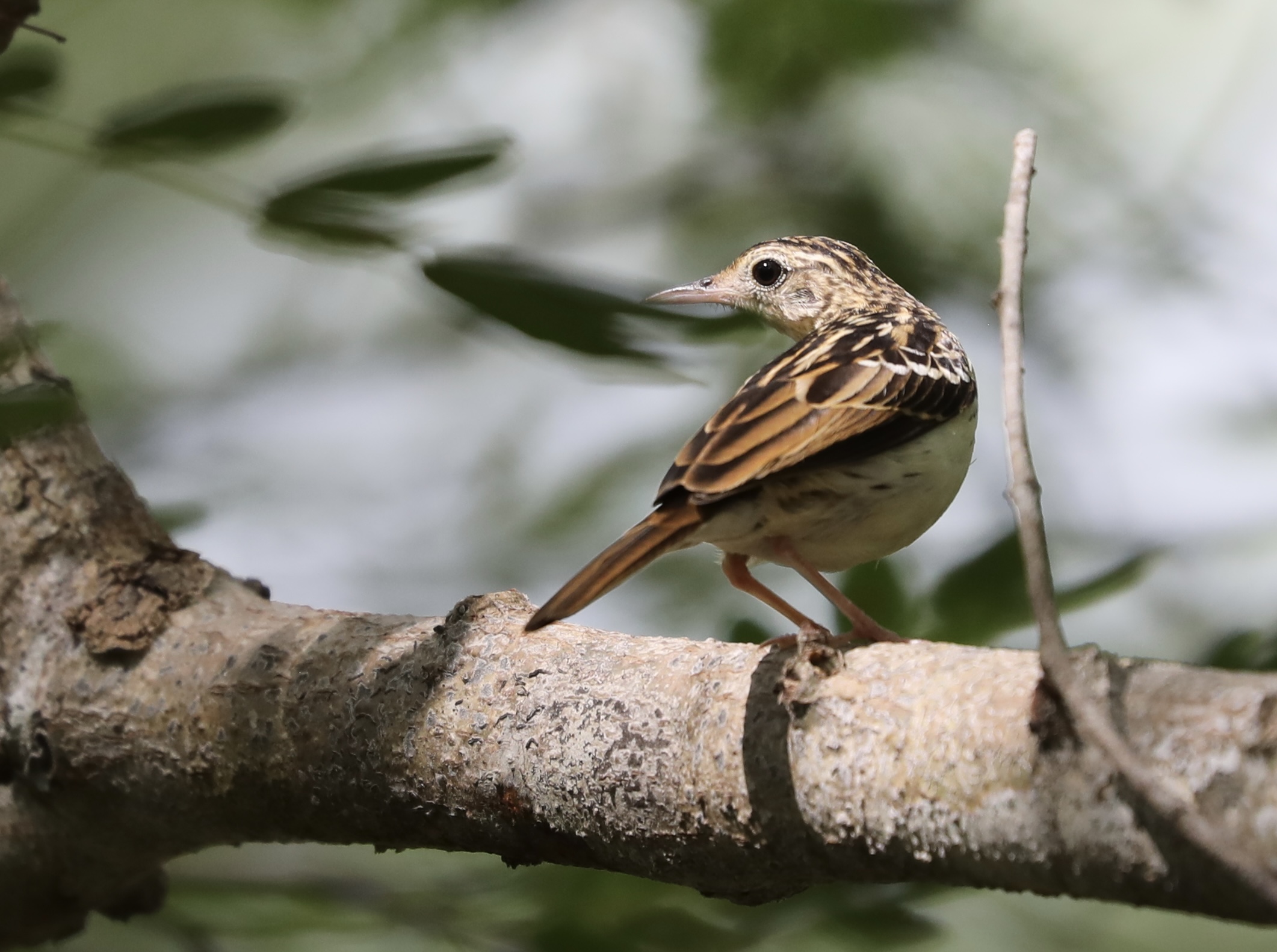 This Flock Is Alone – Arabuko-Sokoke Forest – Kenya - BUDGET BIRDERS