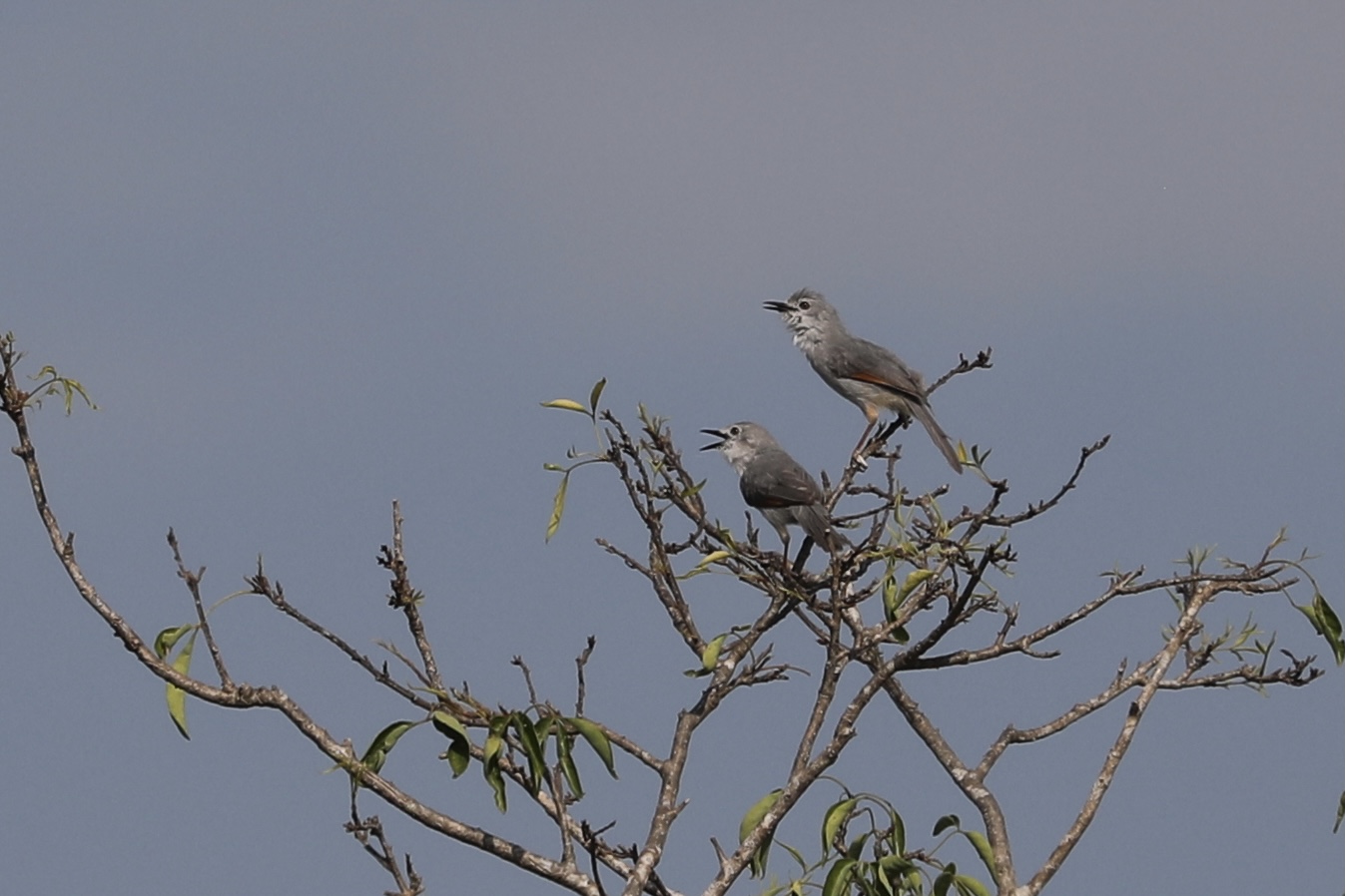 Beautiful Waterfalls and A Dusky Babbler - BUDGET BIRDERS