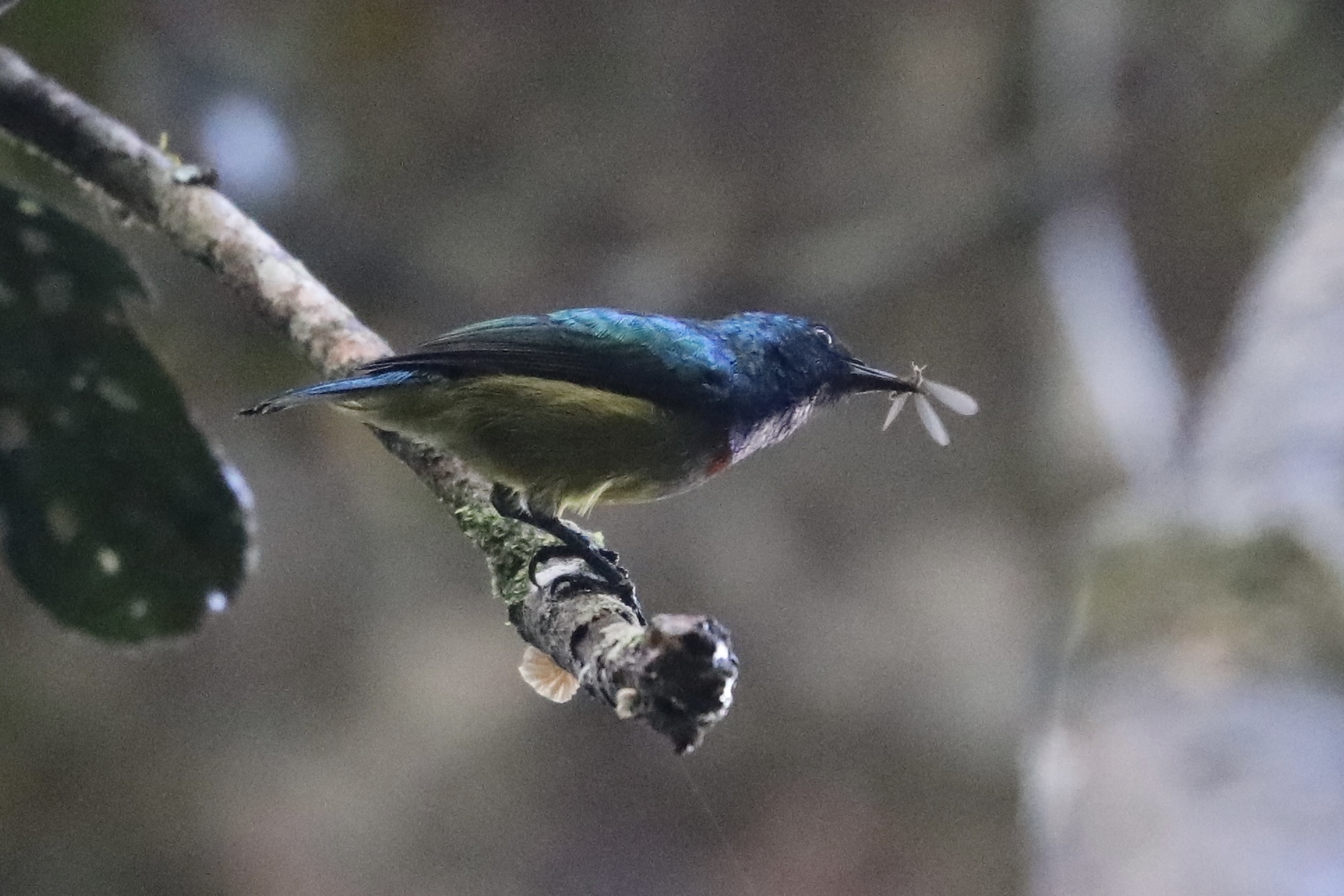 A New Species of Sunbird?!?!?!? - BUDGET BIRDERS