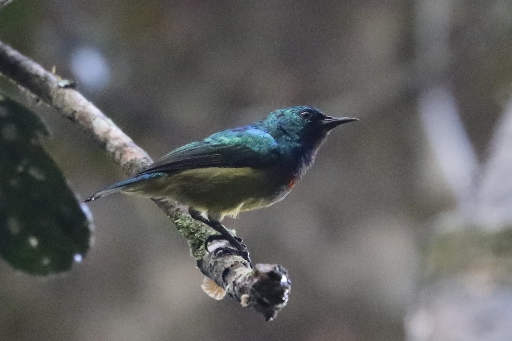 A New Species of Sunbird?!?!?!? - BUDGET BIRDERS